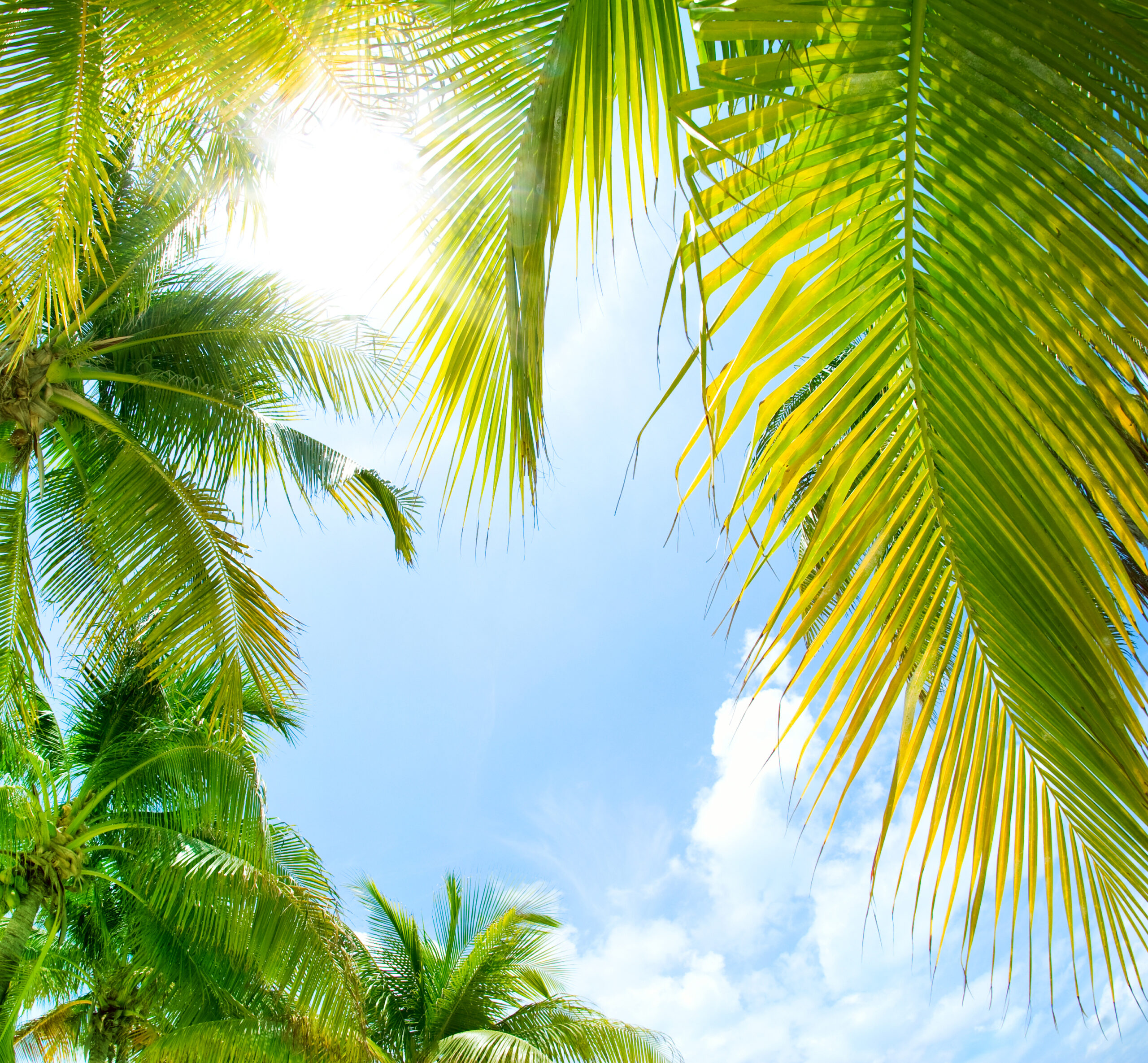 Tropical Background - Electric Sun Tanning Salons